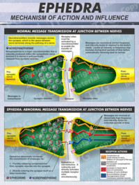 Ephedra Mechanism of Action - Order