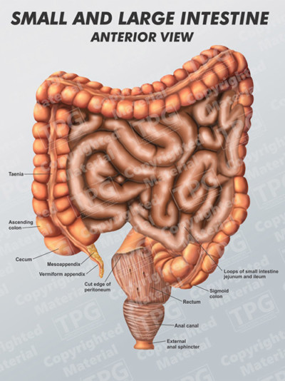Small and Large Intestine Anterior View